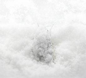 Powdertrap Home – Powder Trap